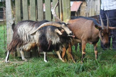 Why Do Goats Flap Their Tongues? - Goat Journal